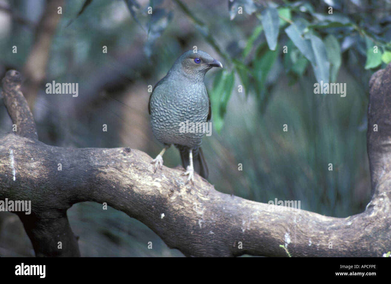 Satin Bowerbird Ptilonorhynchus violaceus female Stock Photo - Alamy