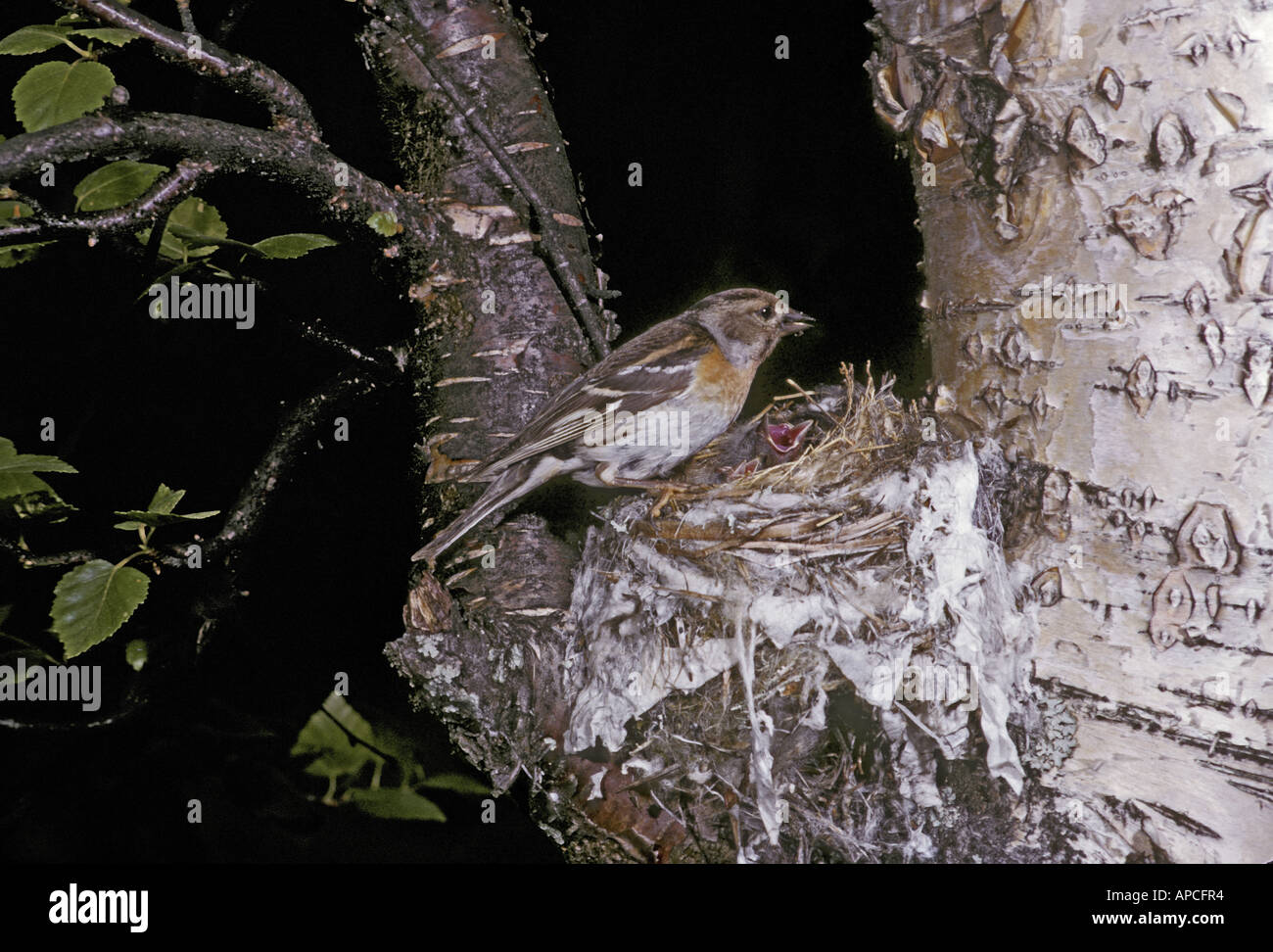 Brambling nest hi-res stock photography and images - Alamy