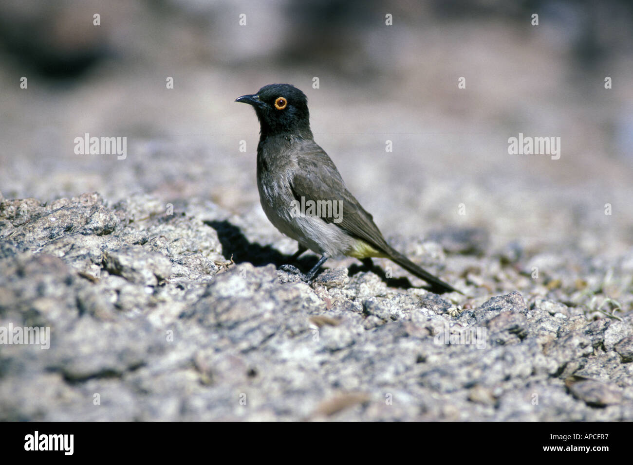 Red eyed Bulbul Pycnonotus nigricans Stock Photo - Alamy