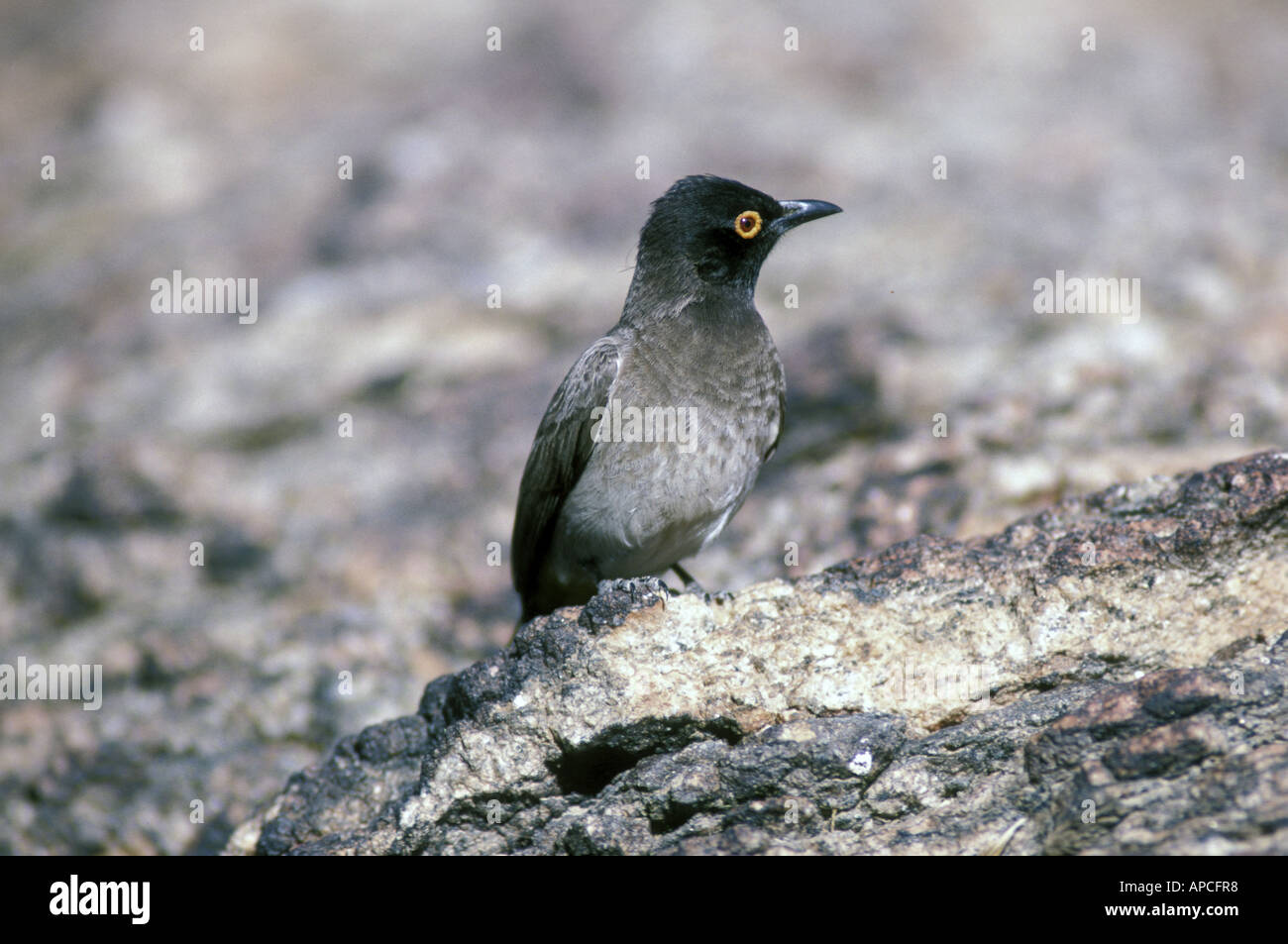 Red eyed Bulbul Pycnonotus nigricans Stock Photo - Alamy