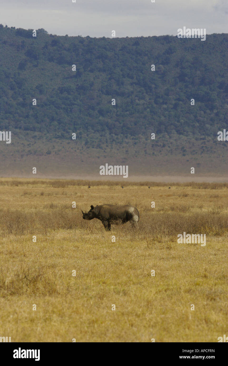 African Black Rhinoceros Stock Photo - Alamy