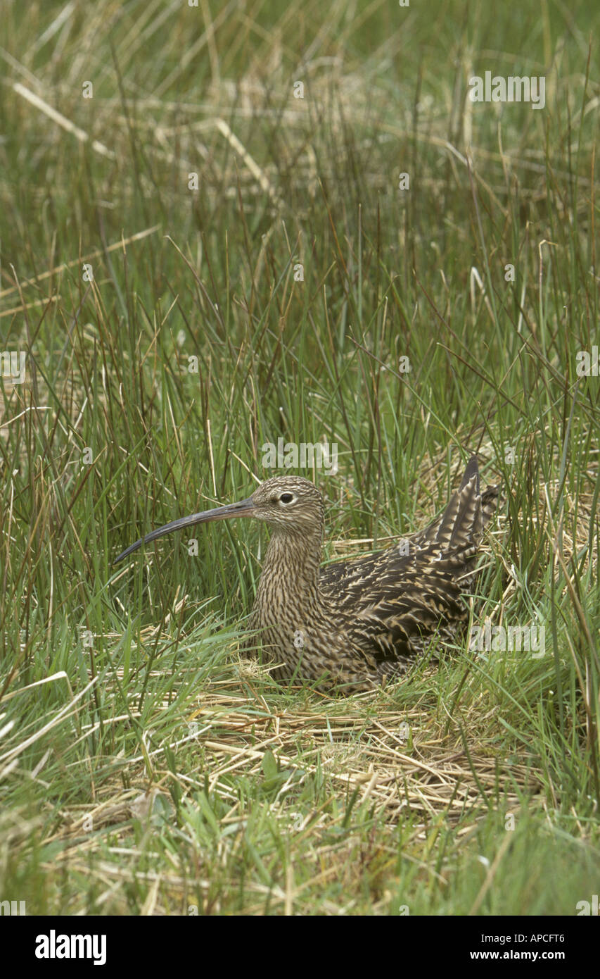 Western curlew numenius arquata hi-res stock photography and images - Alamy