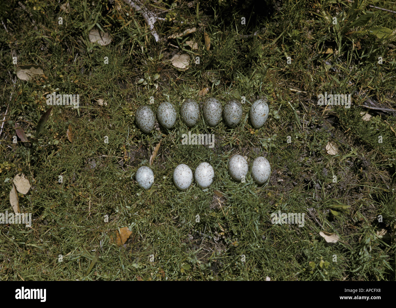 Eggs of Magpie Pica pica top row and Great spotted Cuckoo Clamator ...
