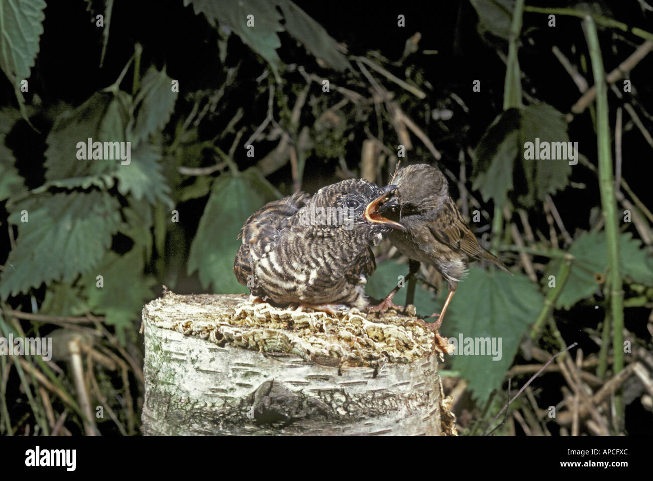 Dunnock feeding young cuckoo Stock Photo - Alamy