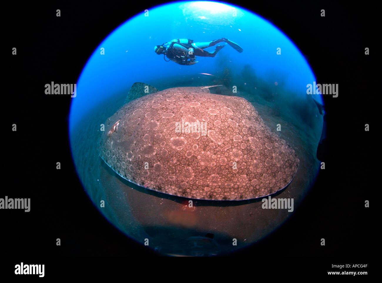 Scuba diver with a Butterfly Ray Stock Photo - Alamy