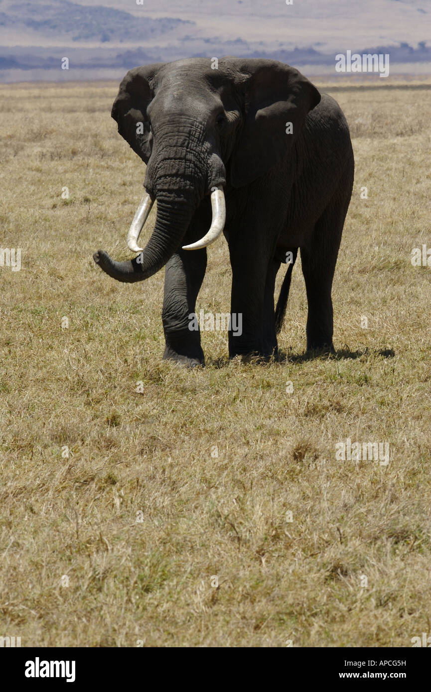African elephant male heat hi-res stock photography and images - Alamy