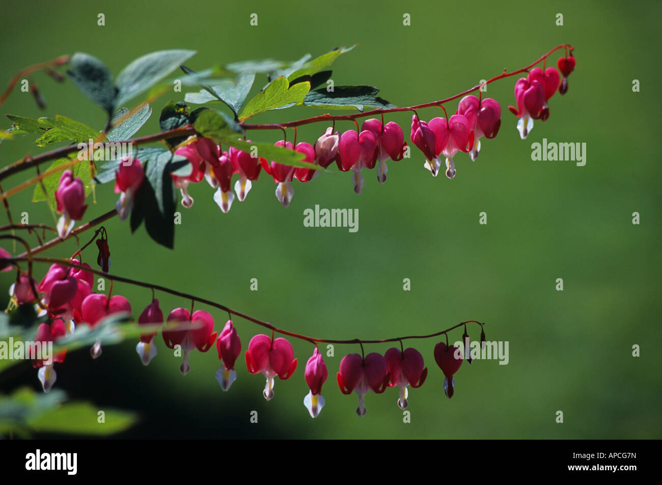 Foliage bleeding hearts hi-res stock photography and images - Alamy
