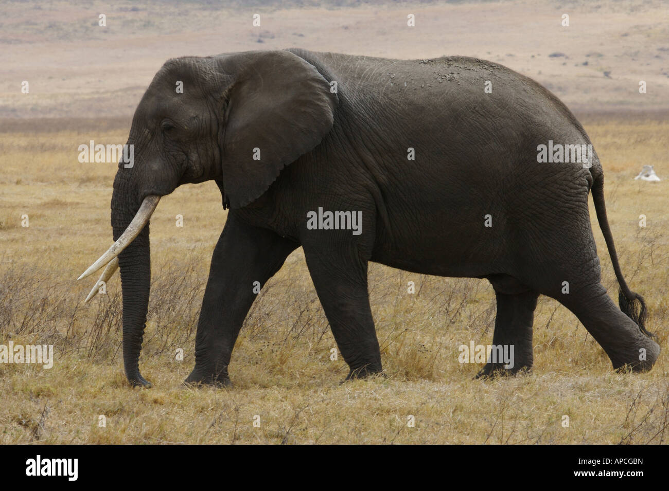 African elephant male heat hi-res stock photography and images - Alamy