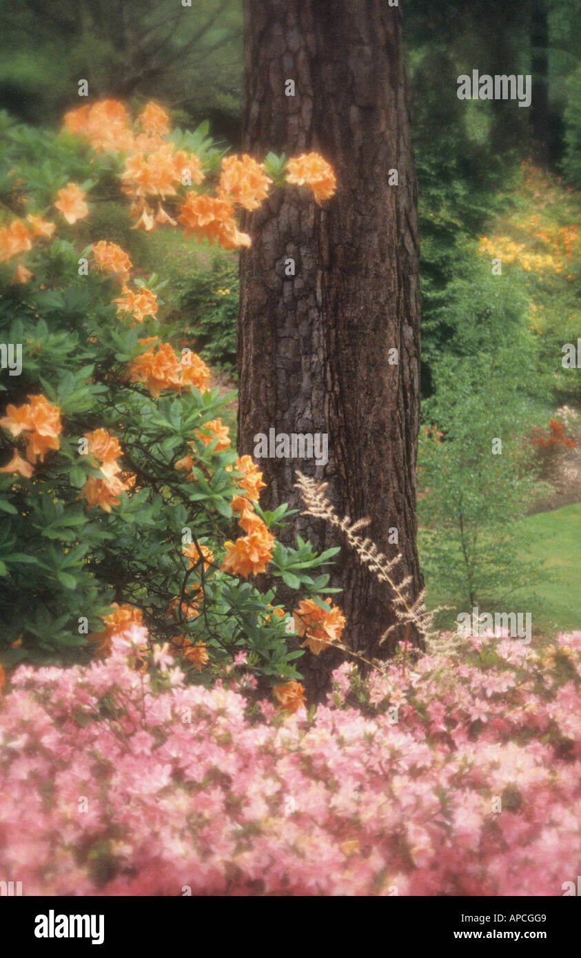 Tree Trunk and Azaleas in Spring, Valley Gardens, Windsor Great Park ...