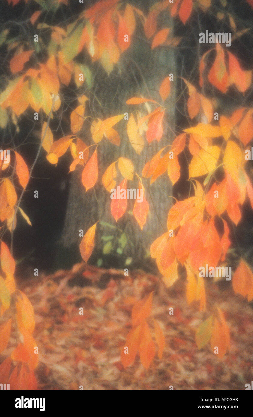 Sheffield forest sussex hi-res stock photography and images - Alamy