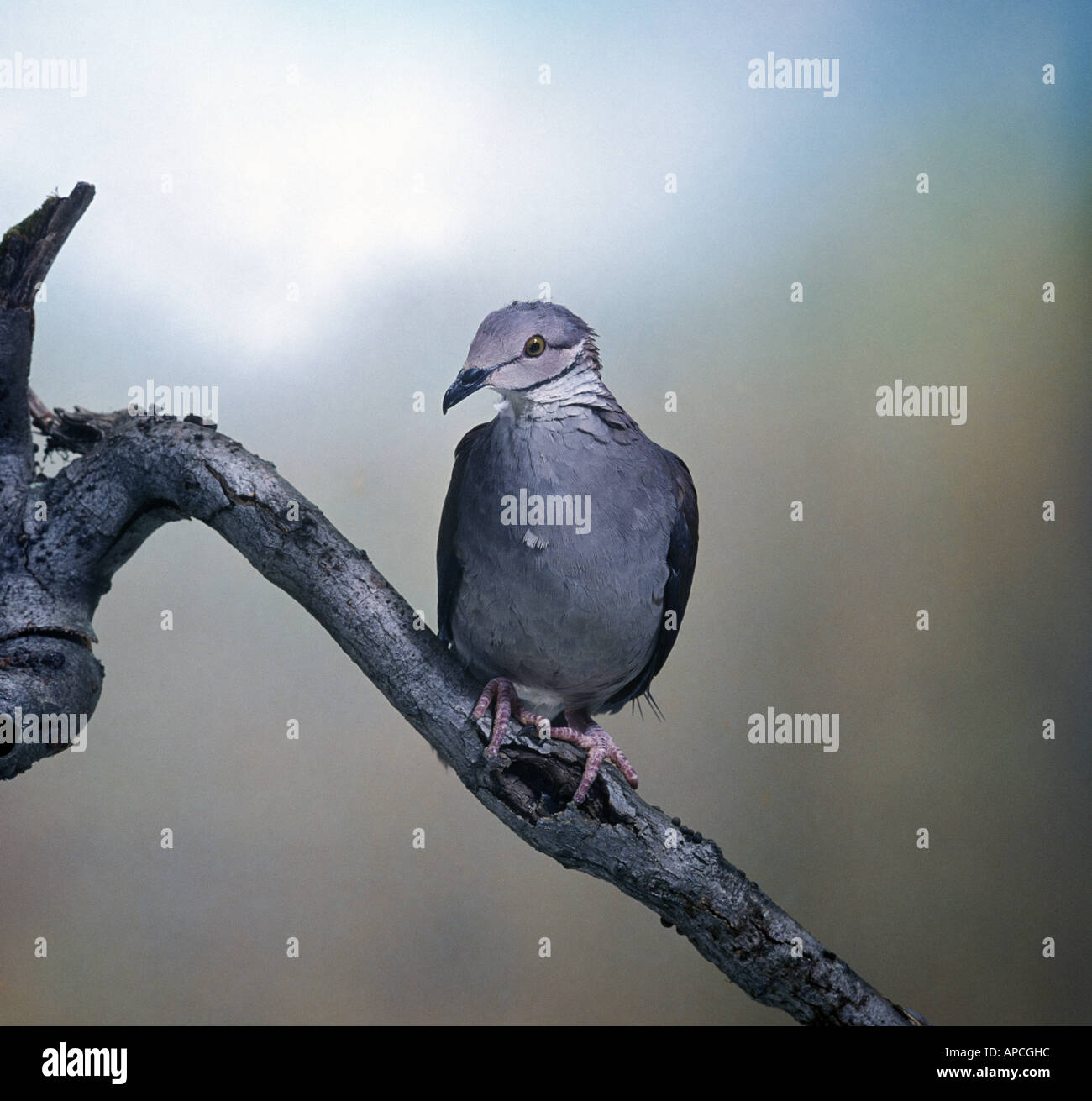 Pink faced quail Dove Geotrygon frenata Stock Photo - Alamy