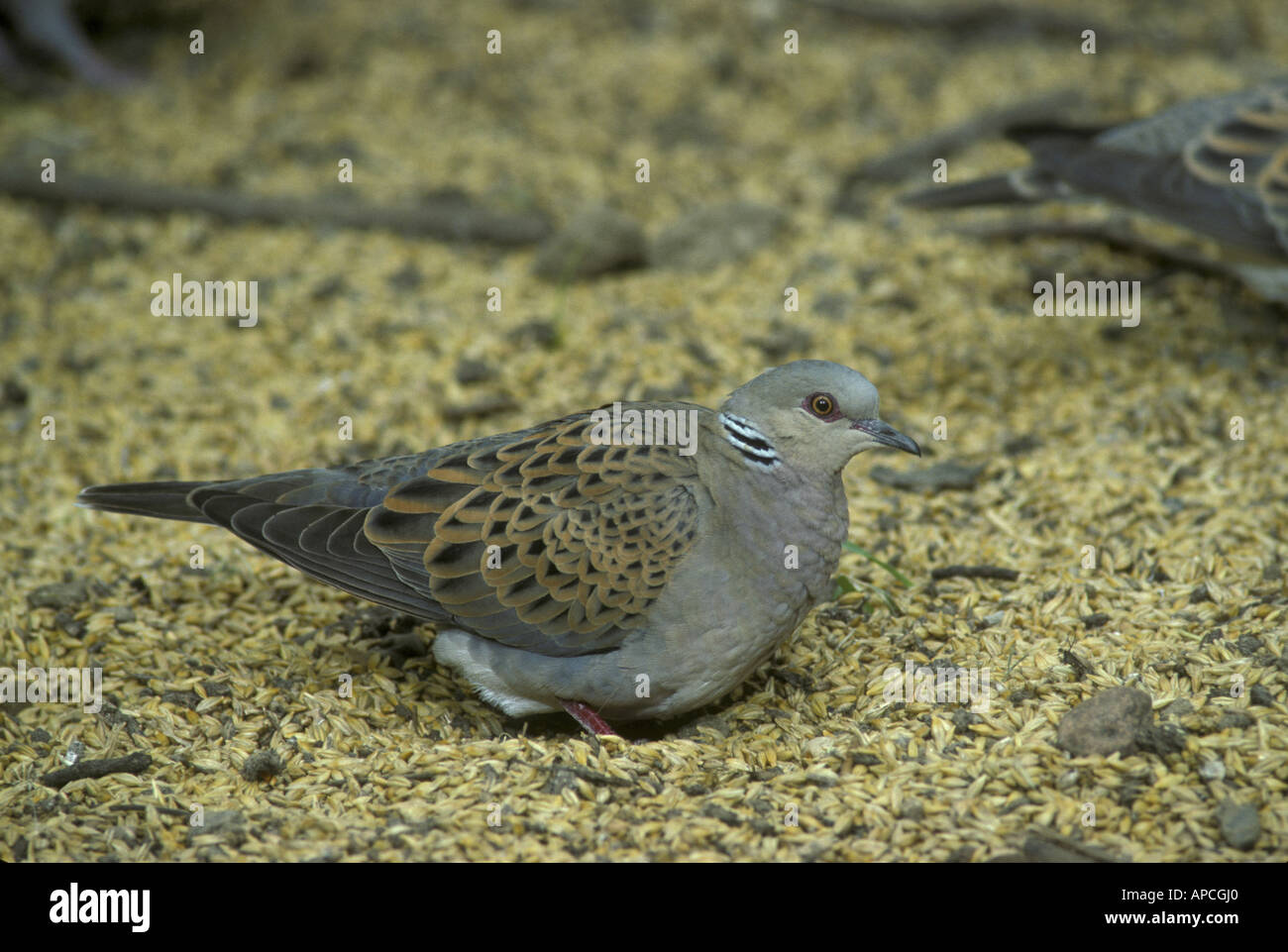 Turtle Dove Streptopelia turtur feeding on grain Stock Photo - Alamy