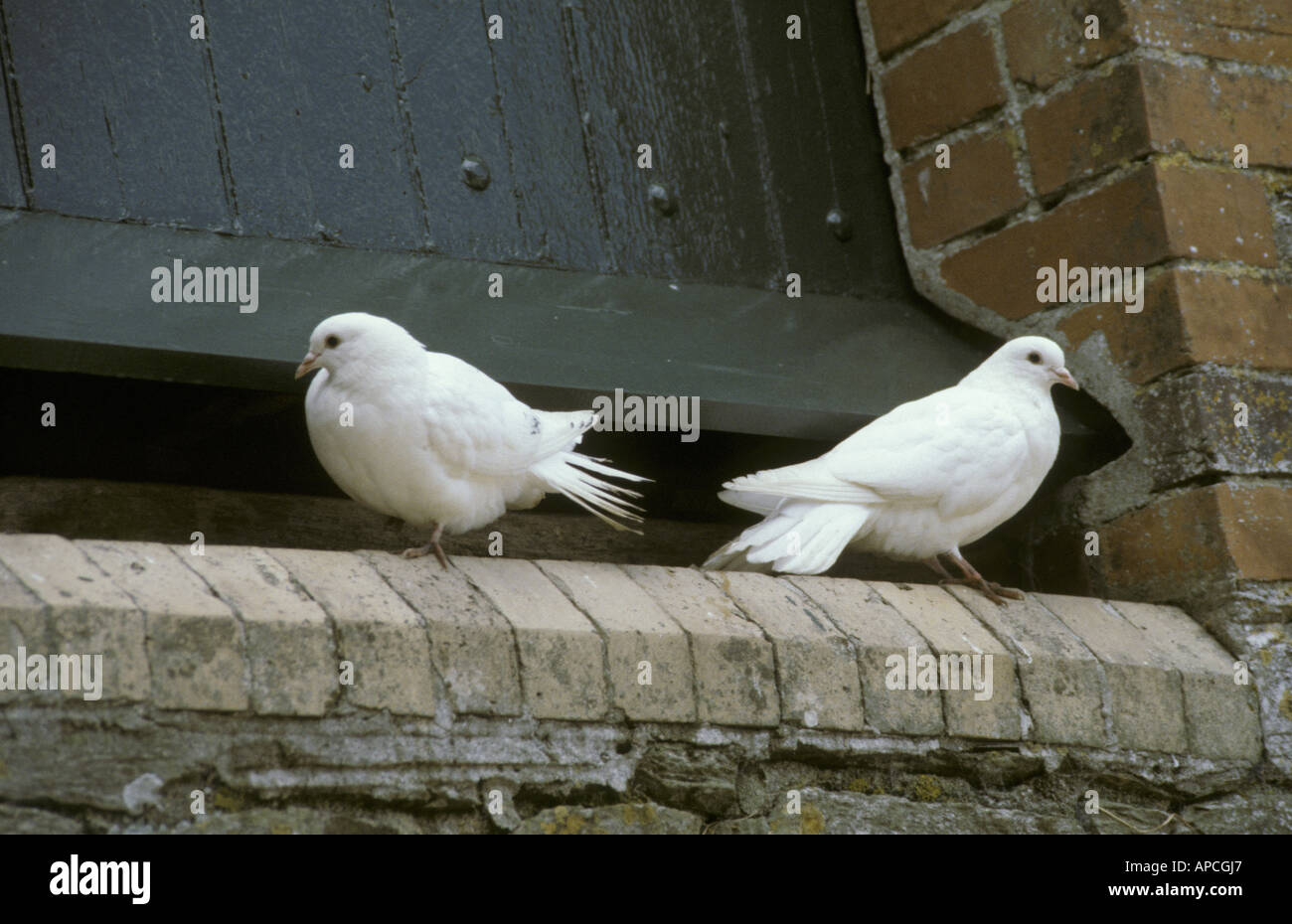 Farm yard doves Stock Photo - Alamy
