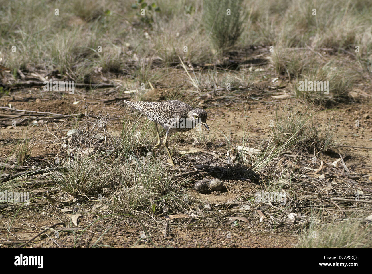 Spotted Dikkop or Thicknee Burhinus capensis at nest Stock Photo - Alamy