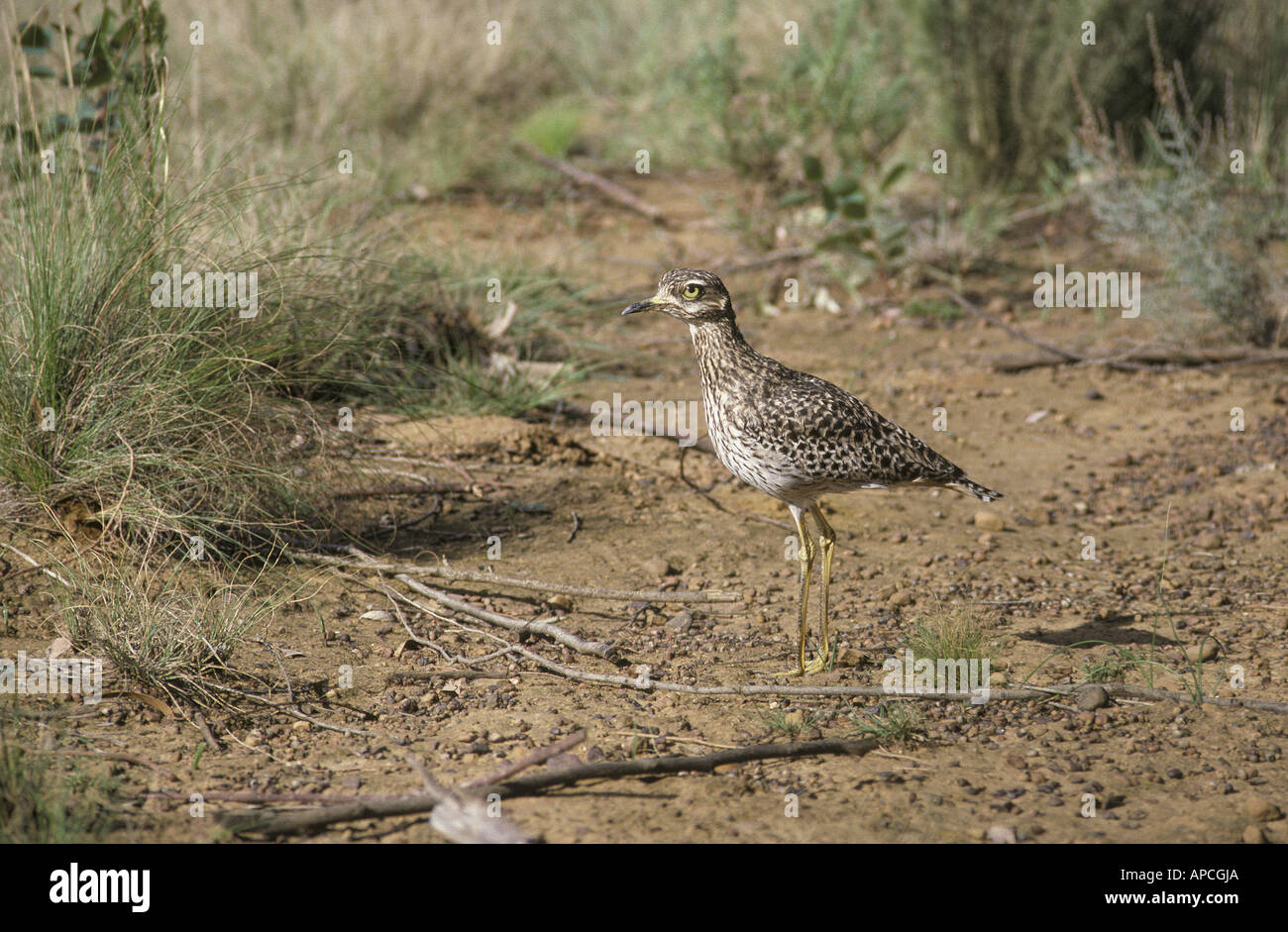 Spotted thicknee hi-res stock photography and images - Alamy