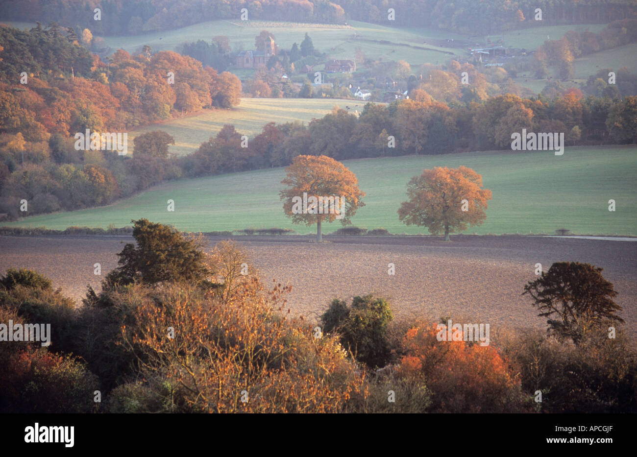 Tree surrey newlands corner hi-res stock photography and images - Alamy
