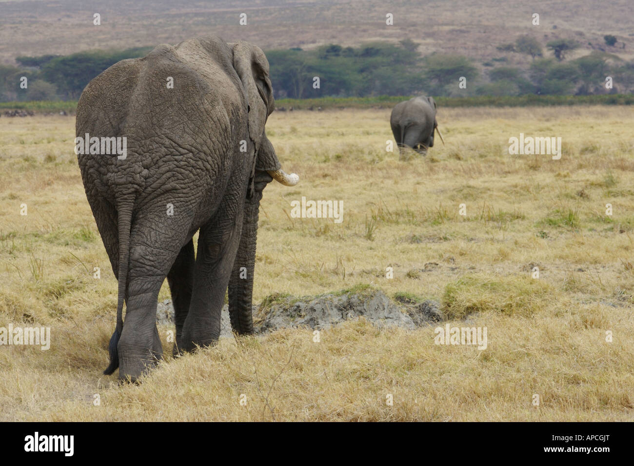 African elephant male heat hi-res stock photography and images - Alamy