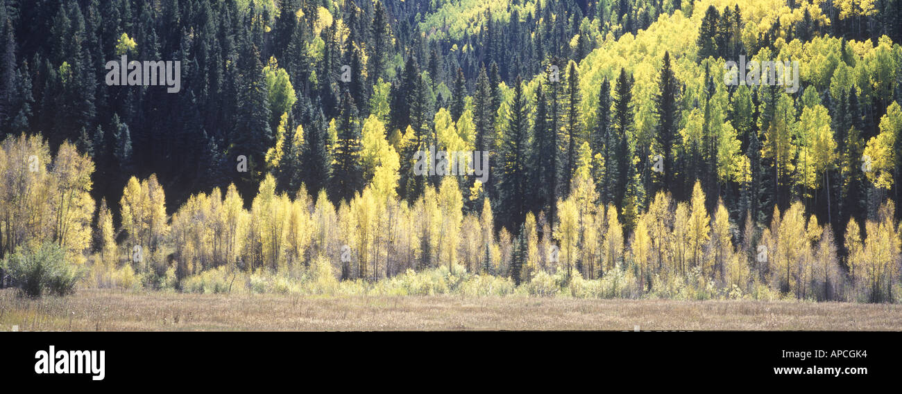 Aspen trees with coniferous and deciduous trees colorado Stock Photo ...