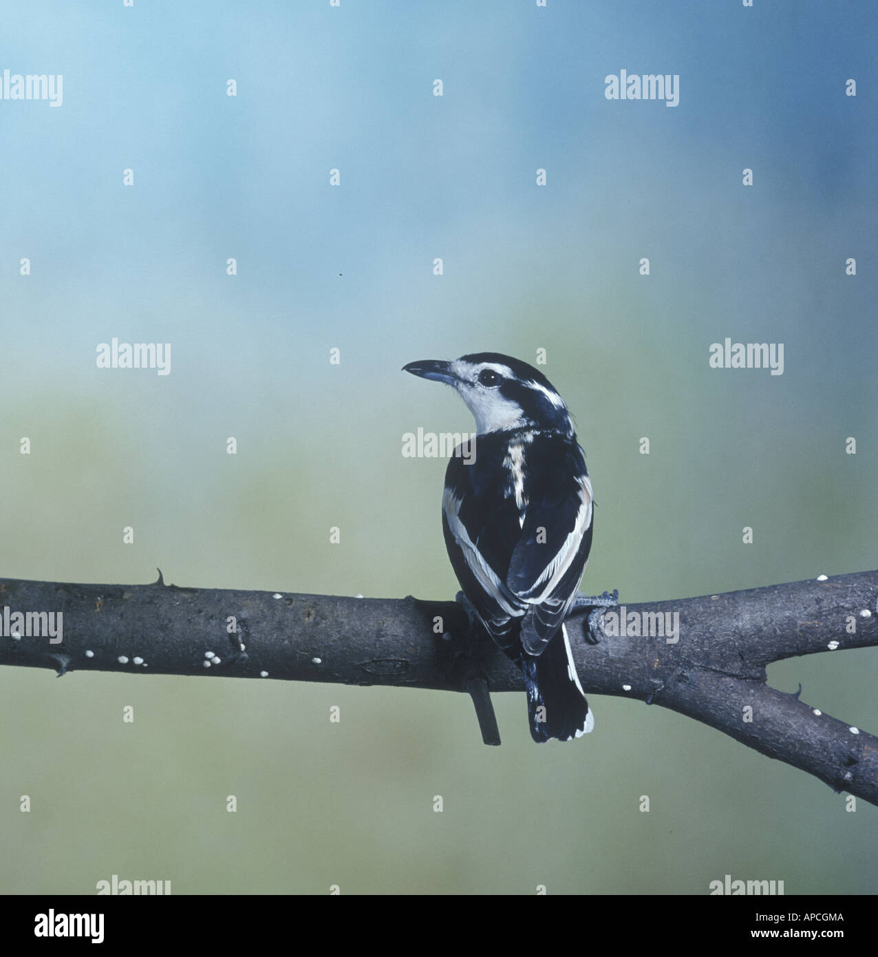 Nilaus afer hi-res stock photography and images - Alamy