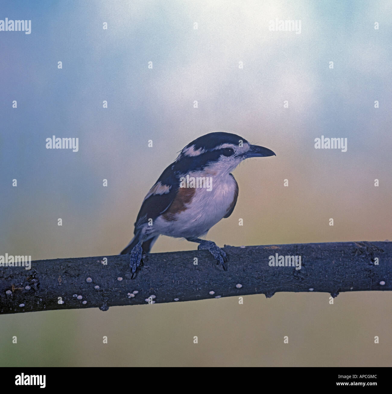 Nilaus afer hi-res stock photography and images - Alamy