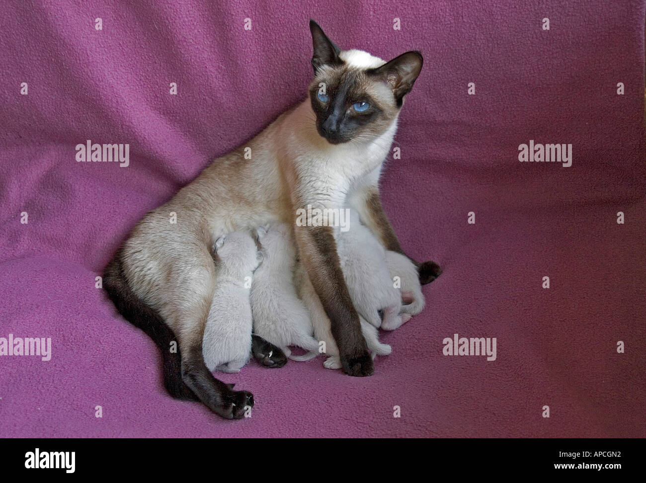 Adult female siamese cat with 1 week old kittens Stock Photo - Alamy