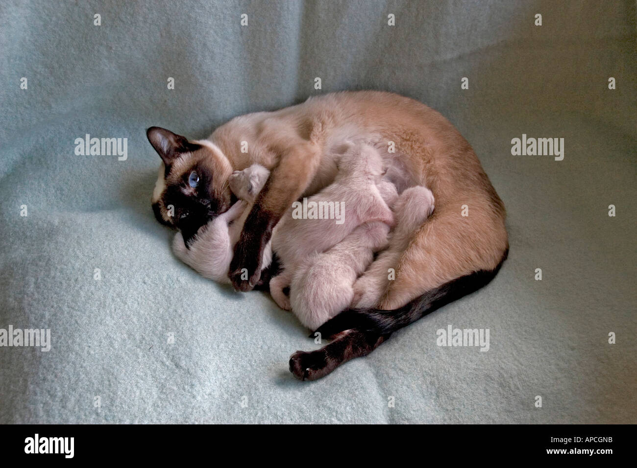 female siamese cat with one week old kittens Stock Photo - Alamy