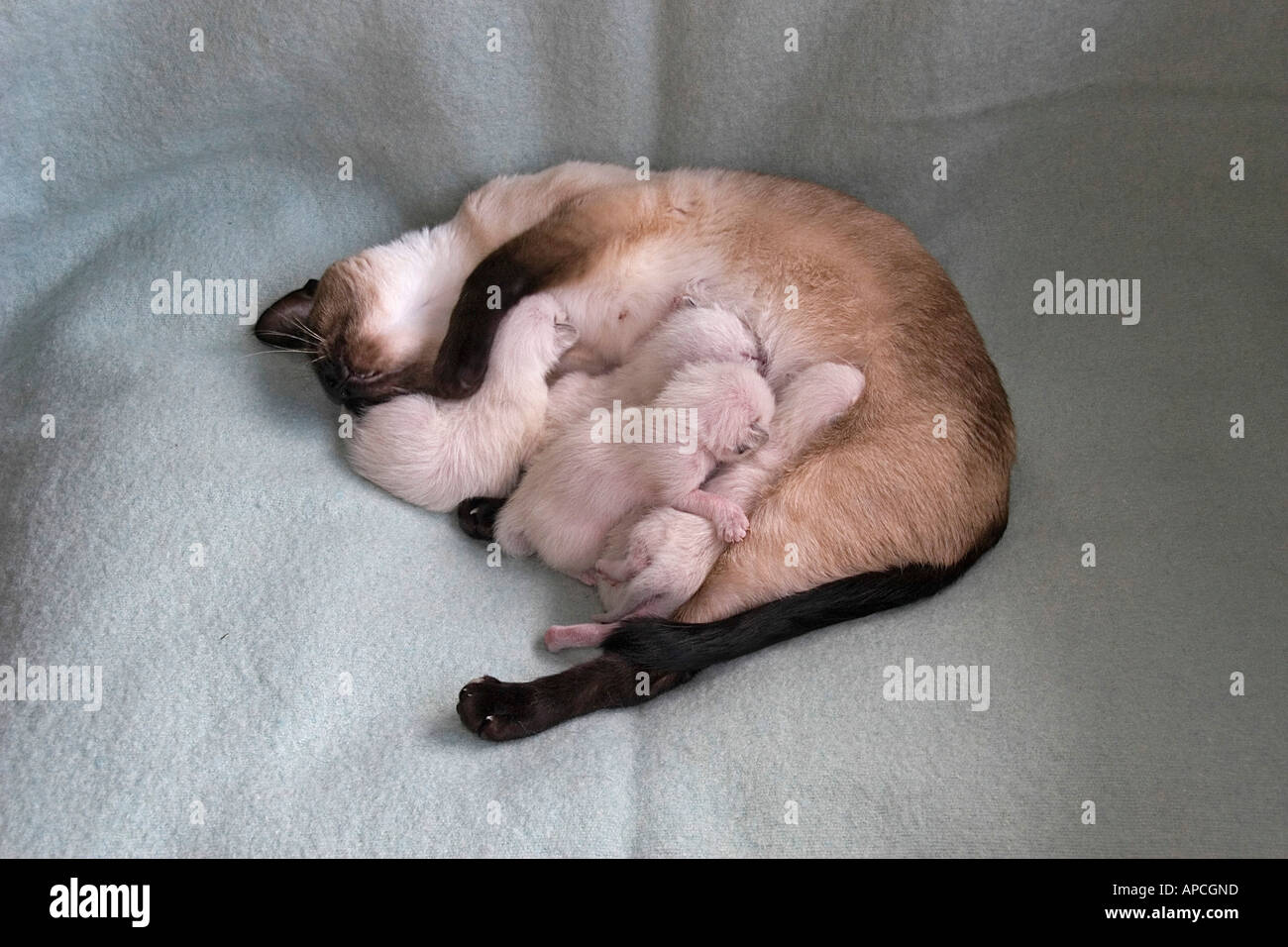 Week old siamese kitten hi-res stock photography and images - Alamy