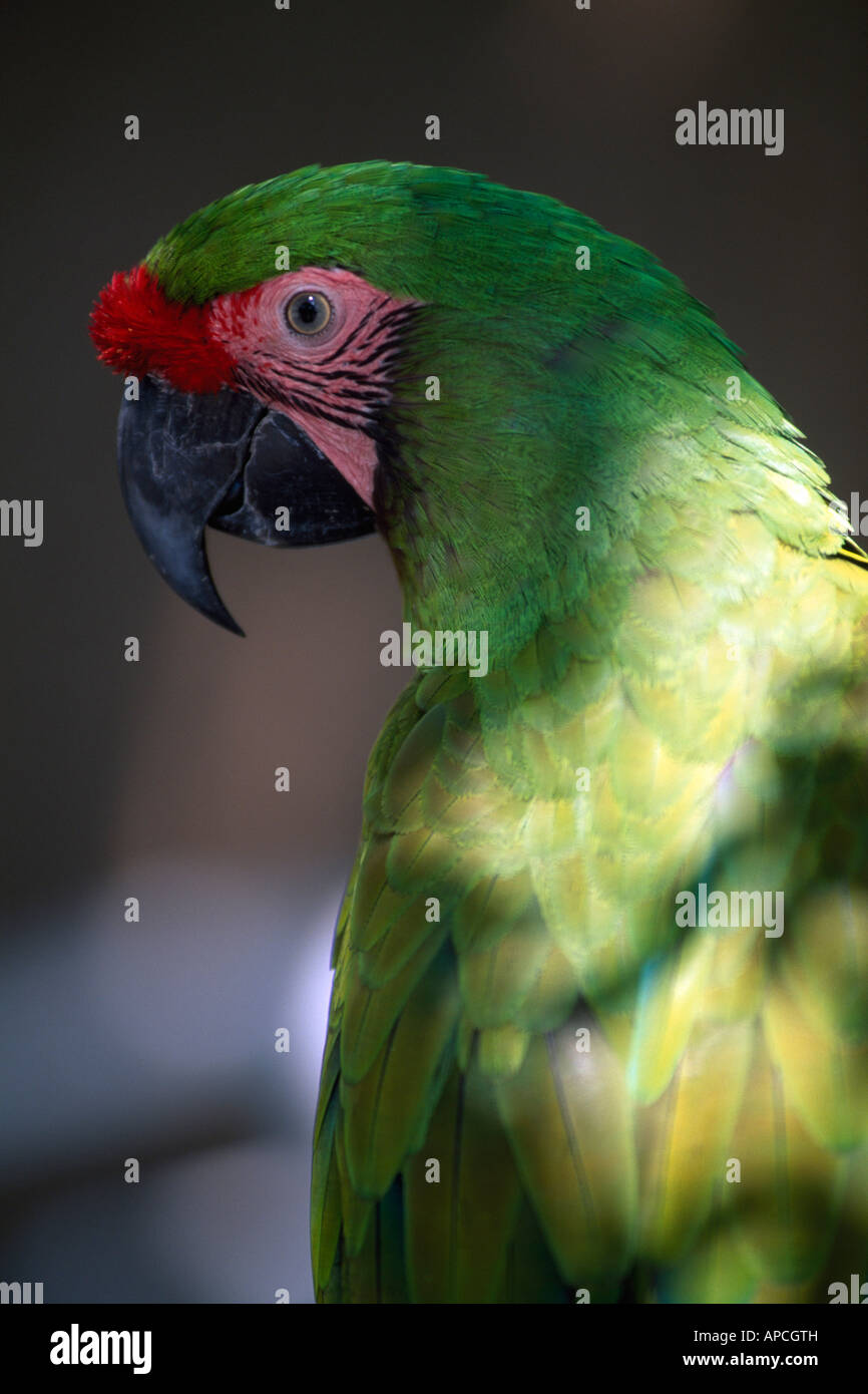 Parrots of mexico hi-res stock photography and images - Alamy