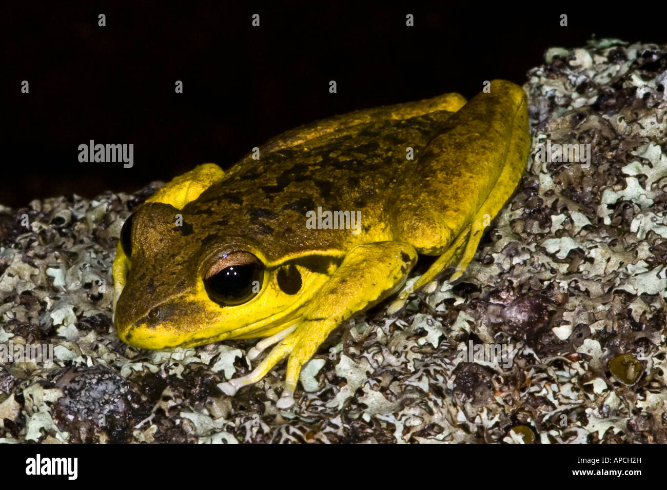 A yellow frog Stock Photo - Alamy