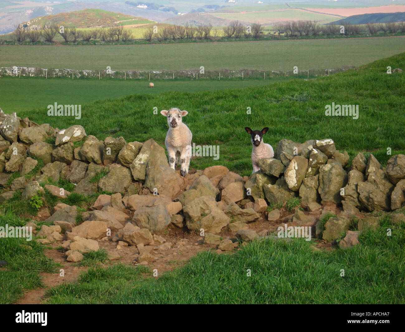Sheep looking over stone wall hi-res stock photography and images - Alamy