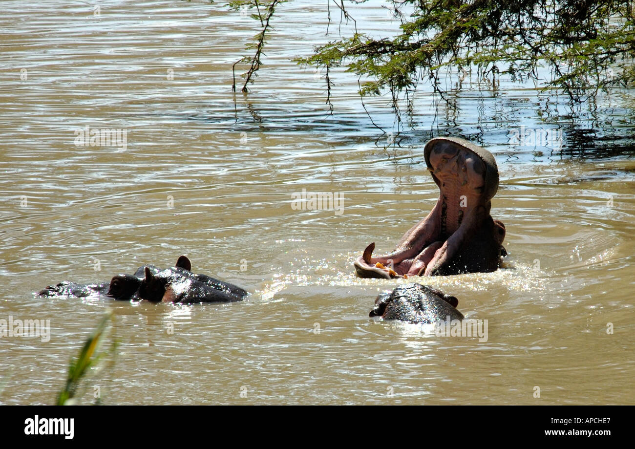 Hippopotamus hippopotamus amphibius with jaws open hi-res stock ...