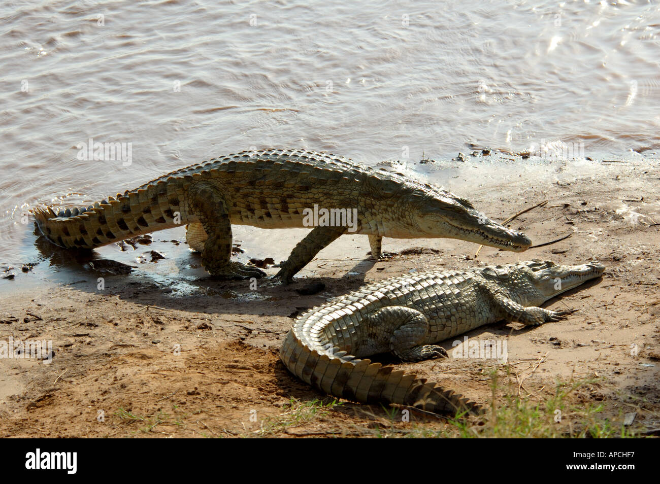 Two Crocodiles up of river Stock Photo - Alamy