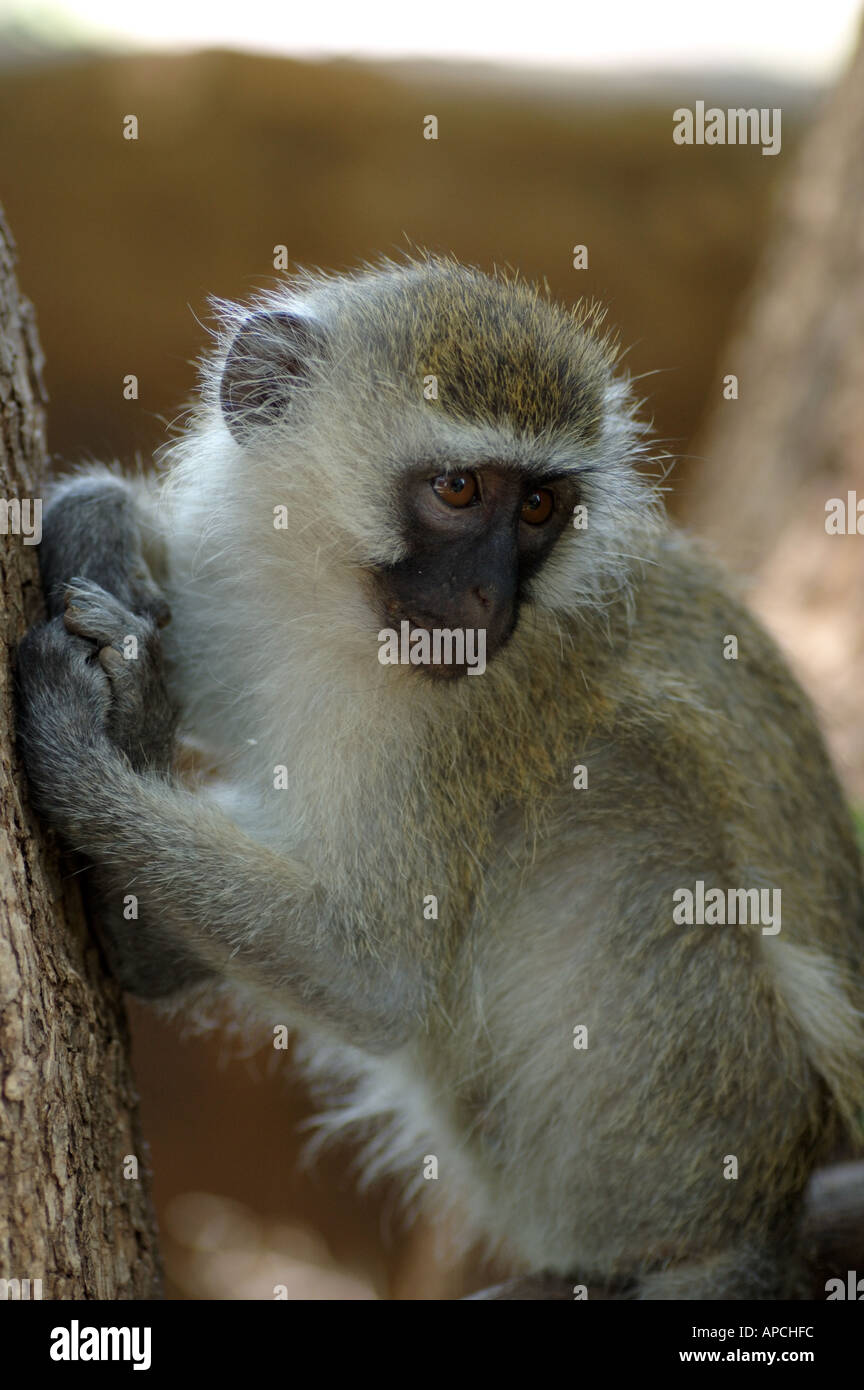 Head of VERVET MONKEYS Stock Photo - Alamy