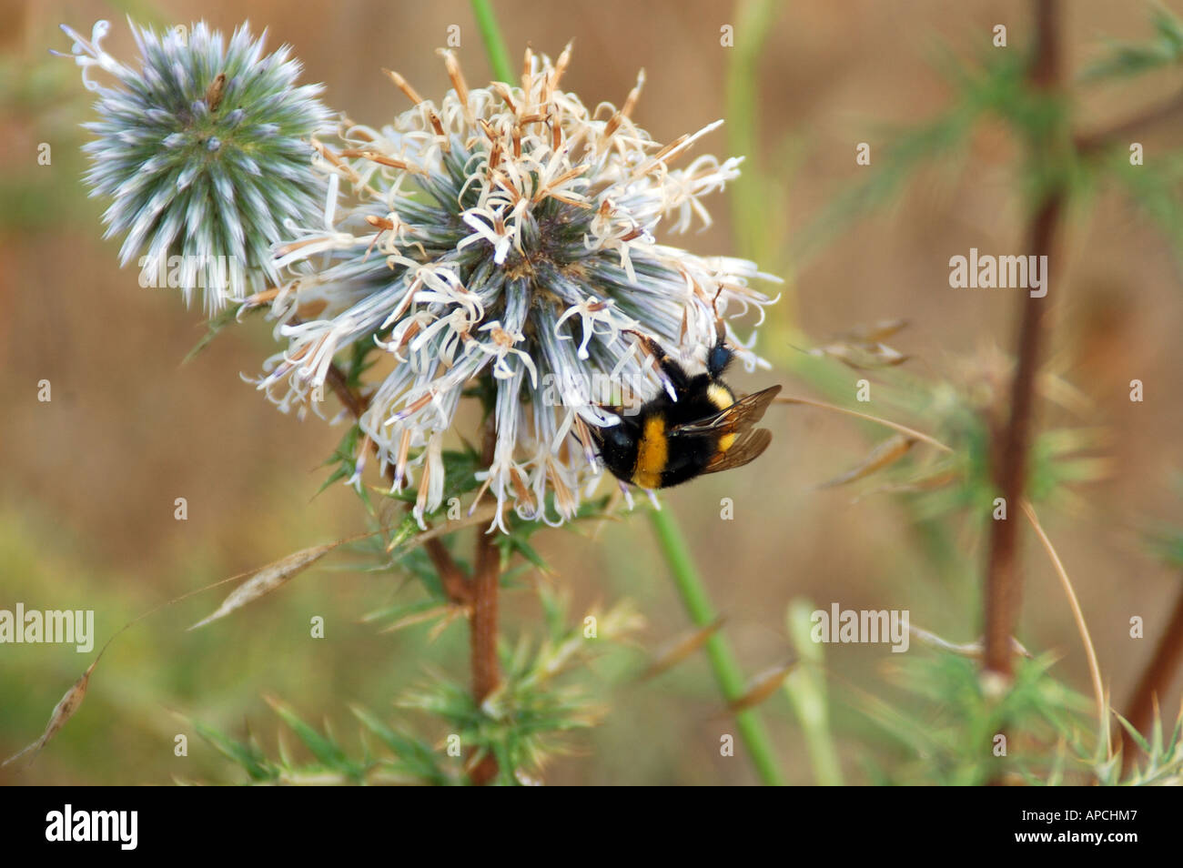 summer and spine Stock Photo - Alamy
