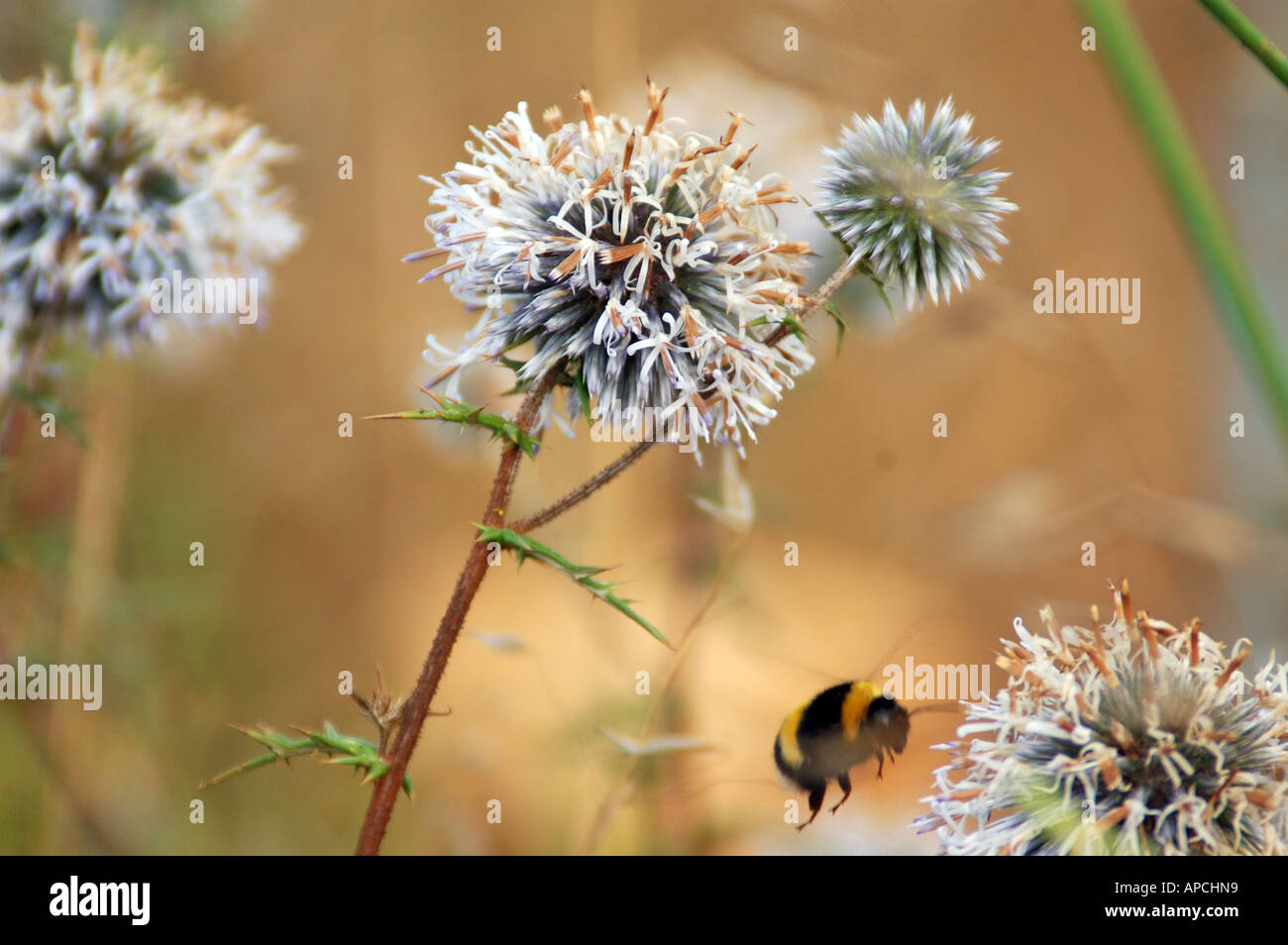 summer and spine Stock Photo - Alamy