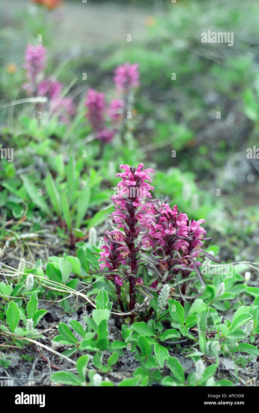 Figwort family hi-res stock photography and images - Alamy