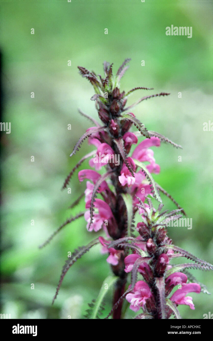 Canada lousewort hi-res stock photography and images - Alamy