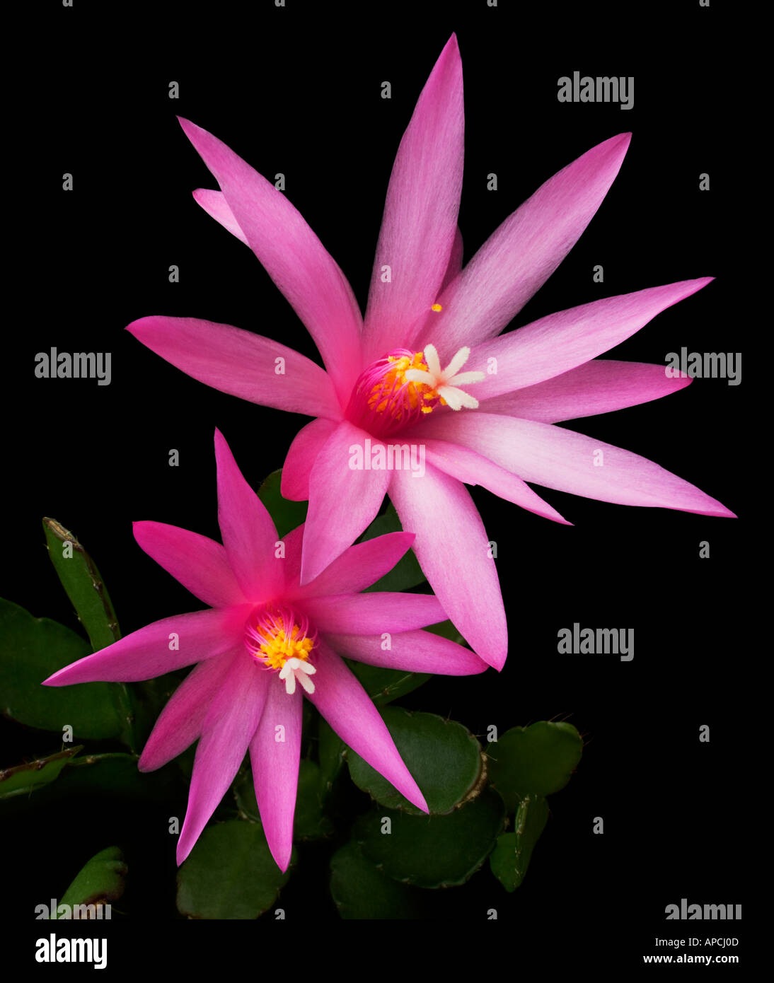 Rhipsalidopsis easter cactus hi-res stock photography and images - Alamy