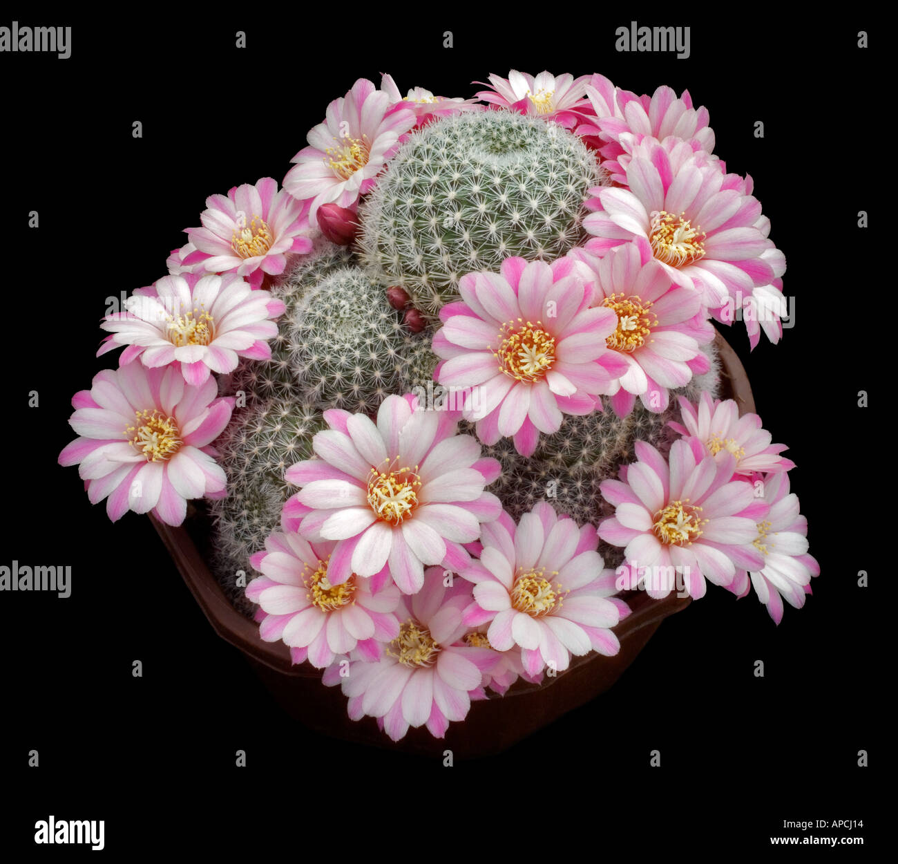 Rebutia hybrid hi-res stock photography and images - Alamy