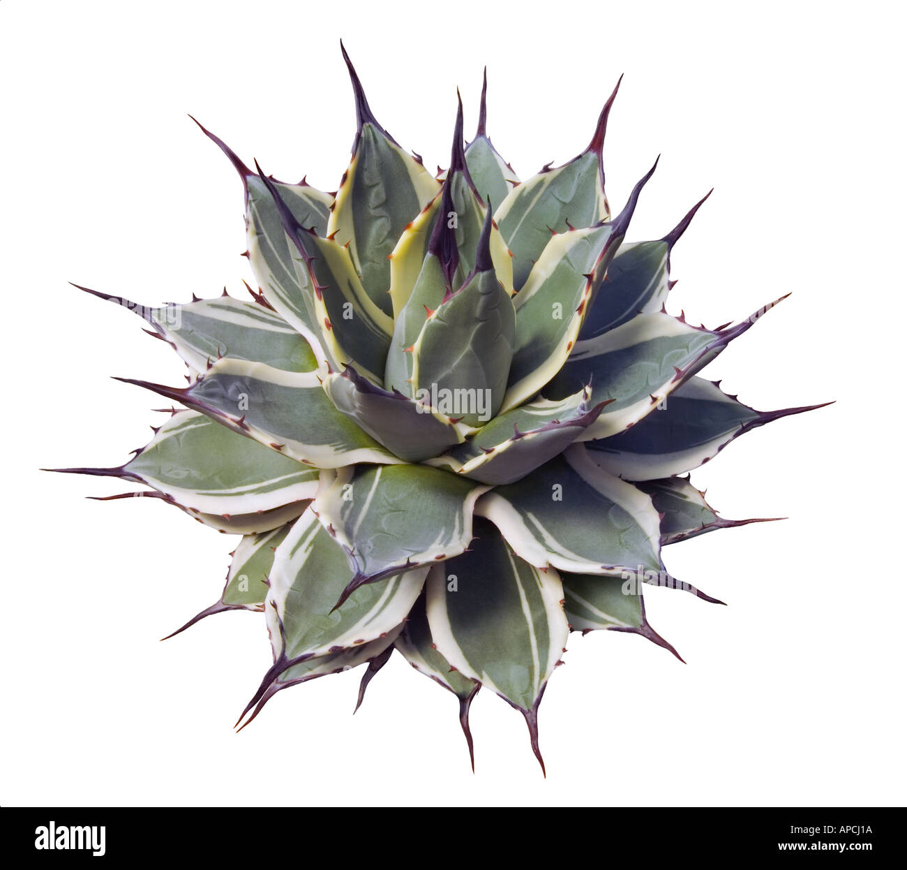 Agave variegata Cut Out Stock Images & Pictures - Alamy
