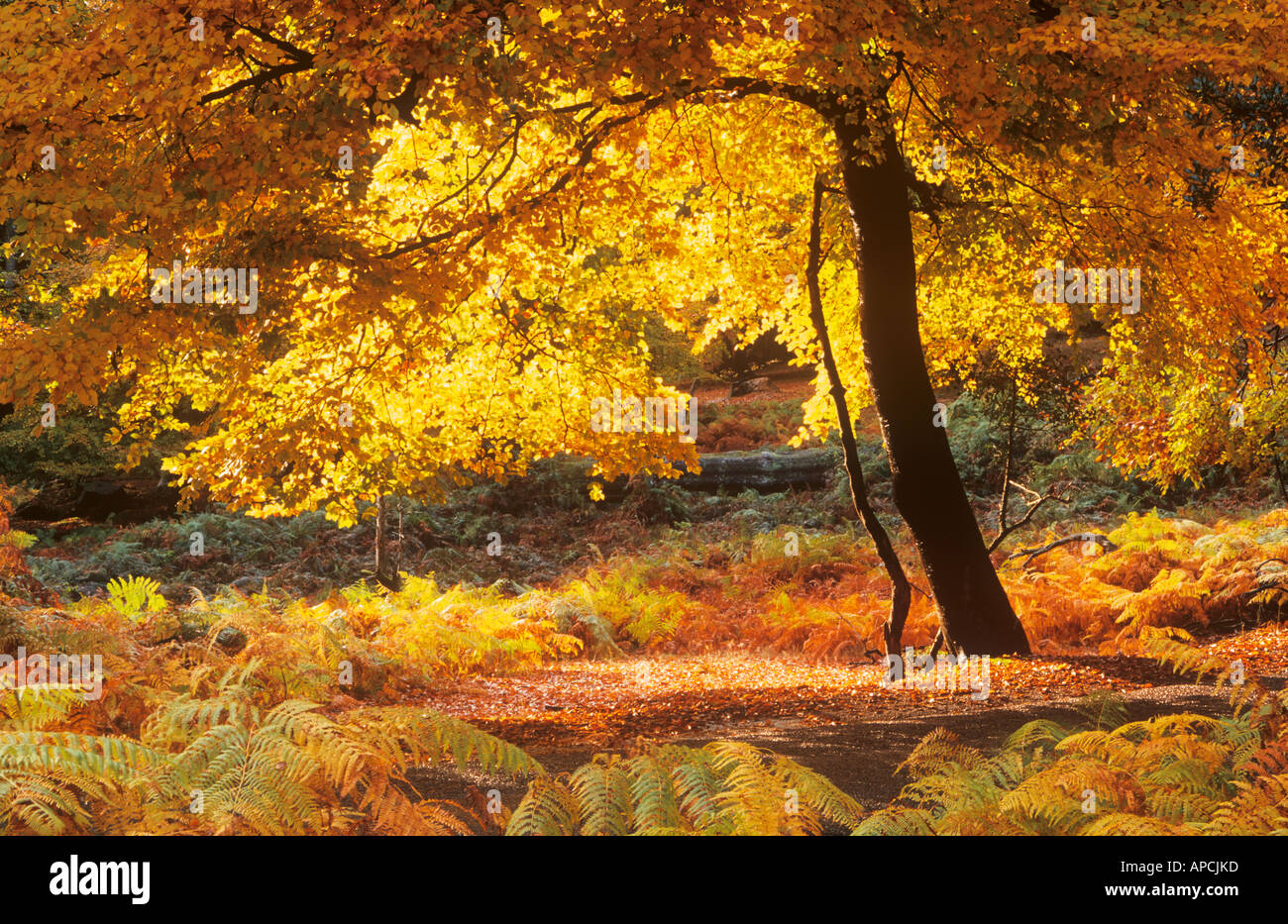 Autumn Beech Tree, Bolderwood Arboretum Ornamental Drive, near ...