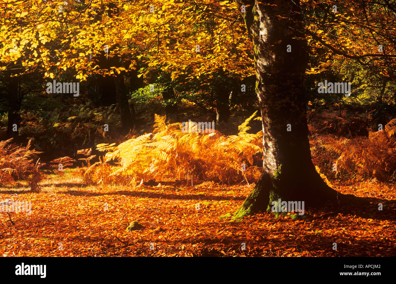 Autumn Beech Tree, Bolderwood Arboretum Ornamental Drive, near ...