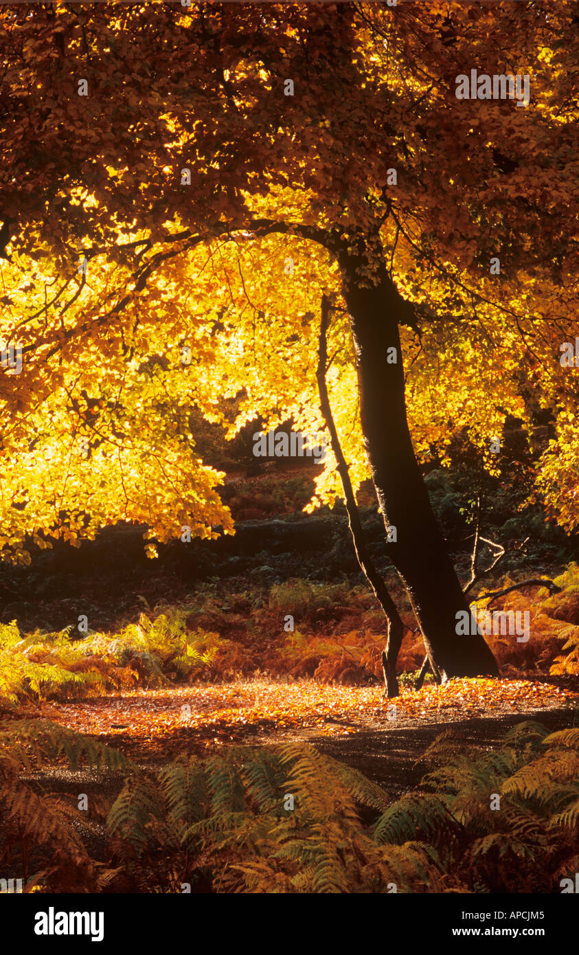 Autumn Beech Tree, Bolderwood Arboretum Ornamental Drive, near ...