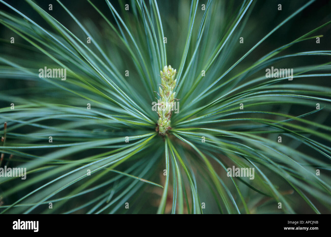 Pine sprout hi-res stock photography and images - Alamy