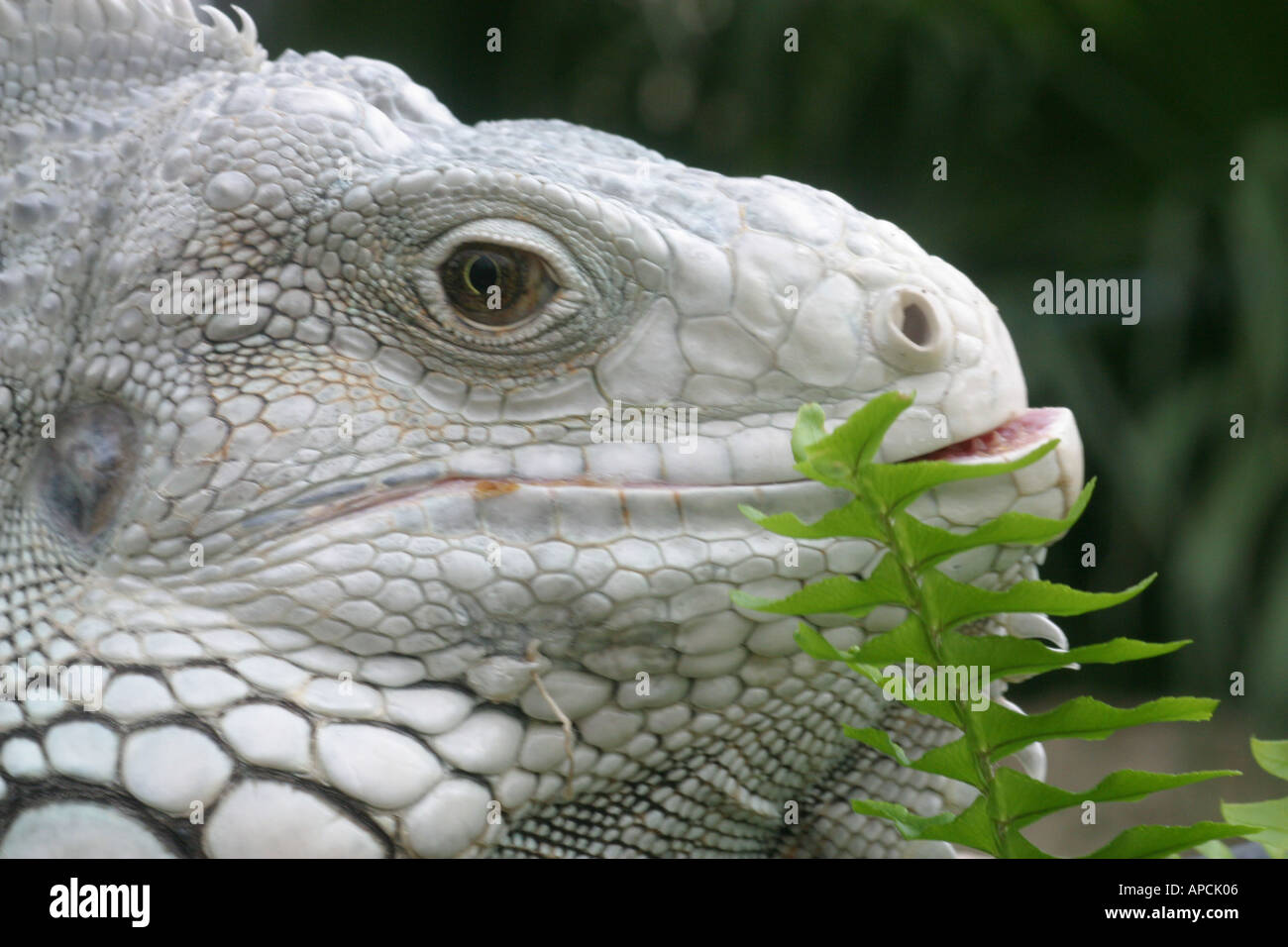 Iguana eating fern Stock Photo - Alamy
