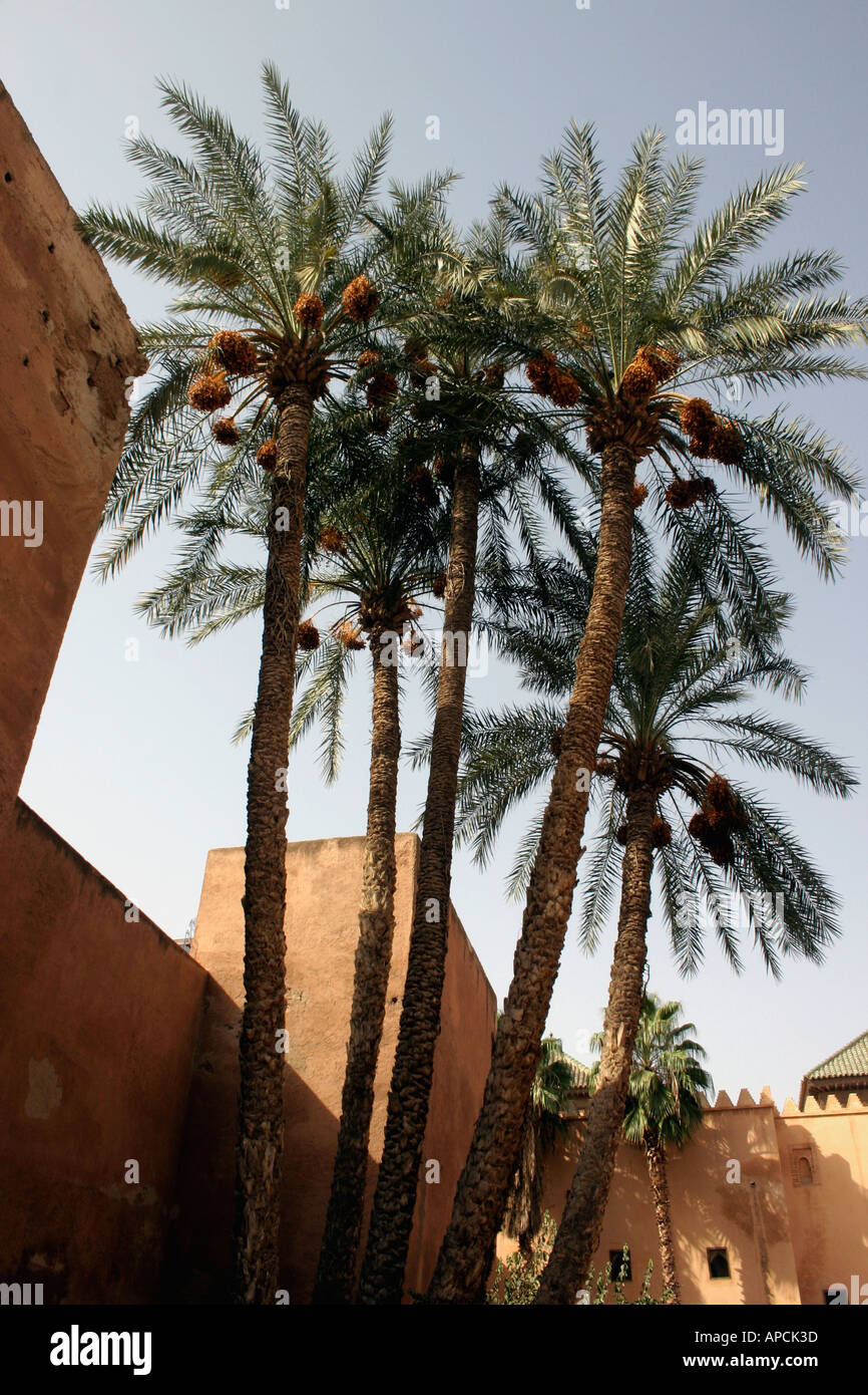 Palm trees in Marrakech Stock Photo - Alamy