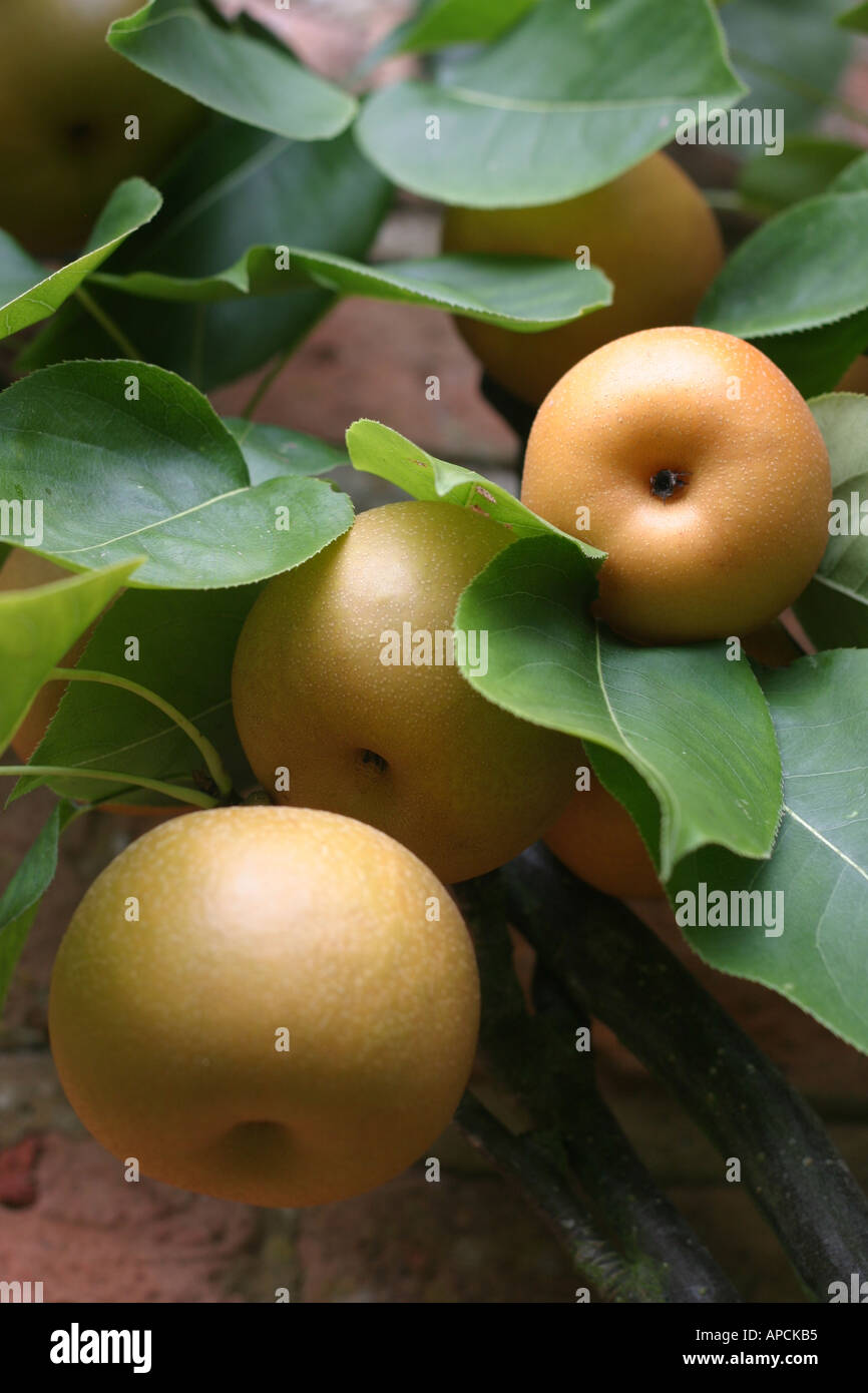 Apples growing walled garden hi-res stock photography and images - Alamy