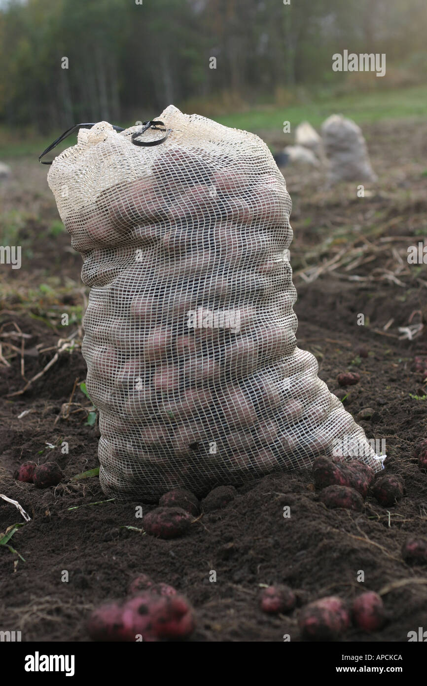 Sack of Potatoes Stock Photo - Alamy