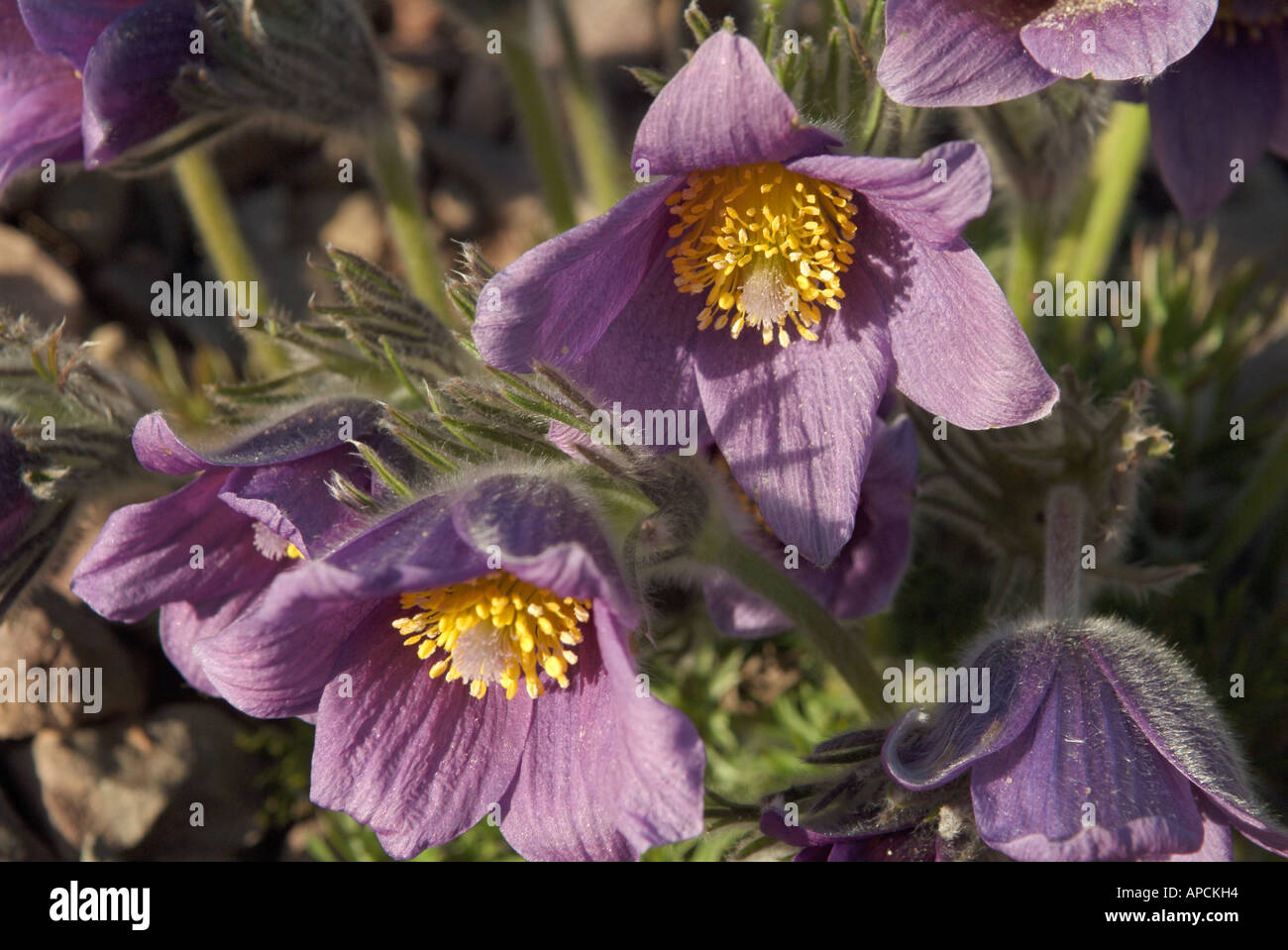 Purple Pasque Flower Uk High Resolution Stock Photography and Images ...