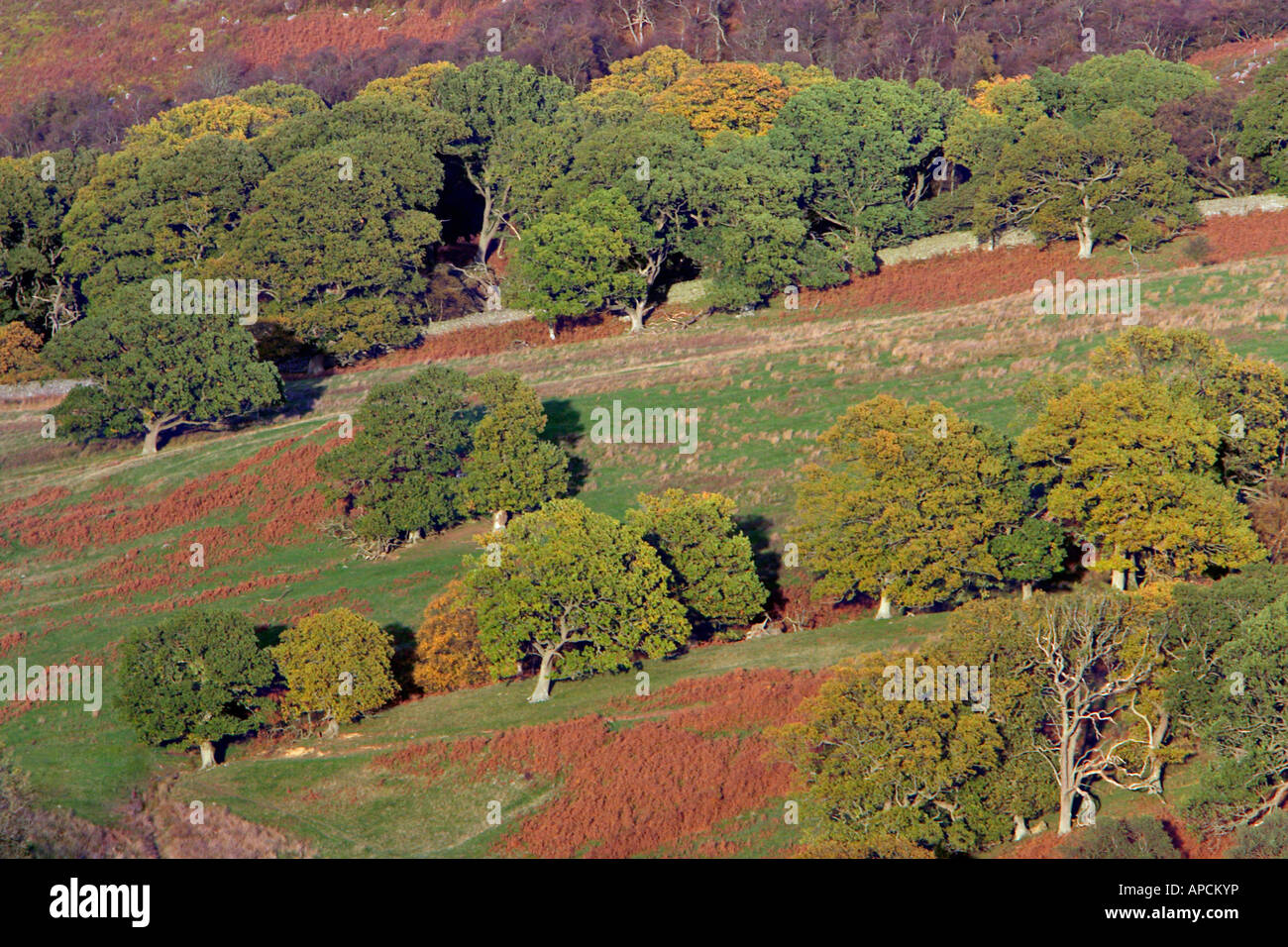 English oak pendulate oak quercus hi-res stock photography and images ...